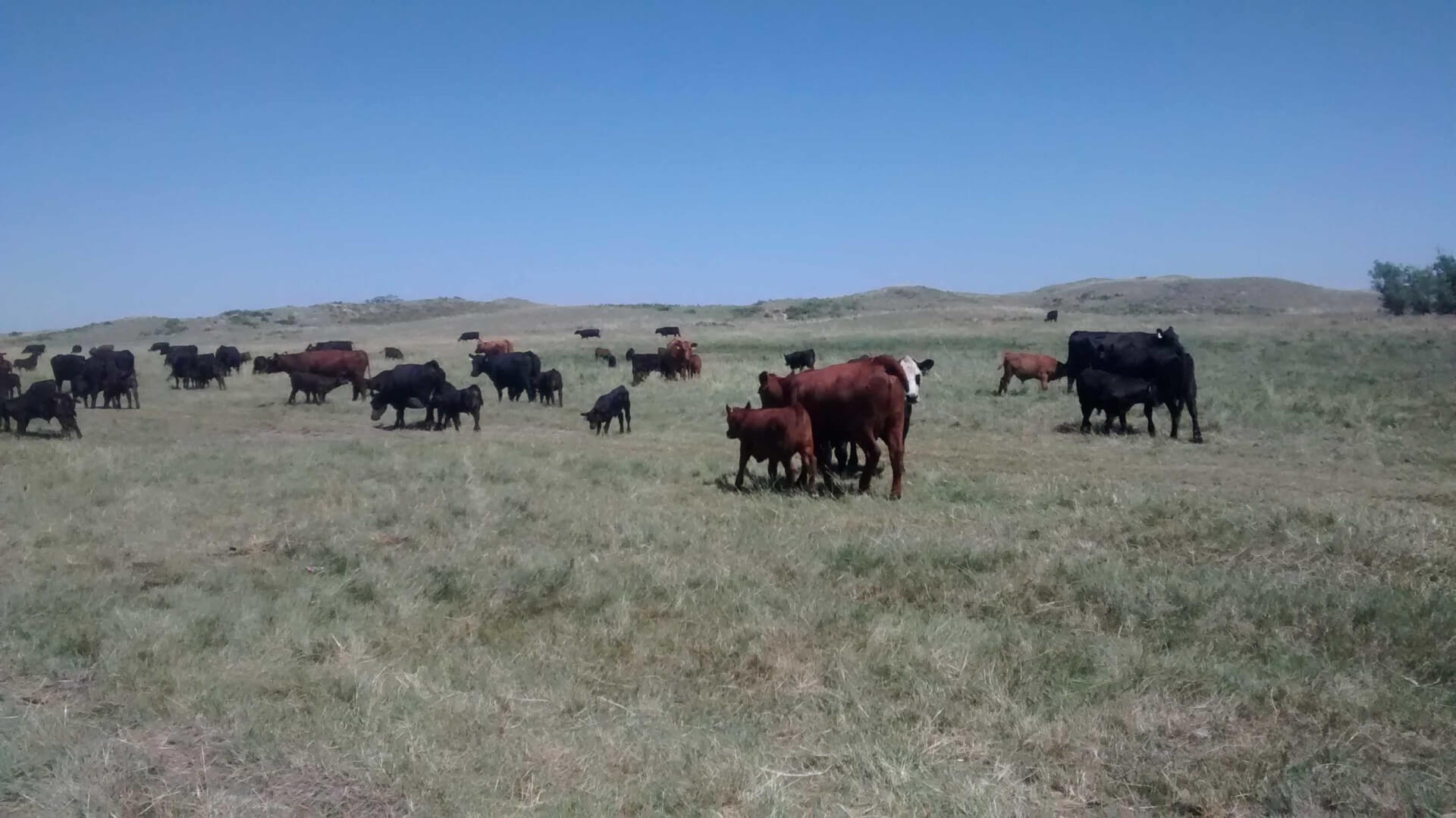 Home - Leachman Cattle - Fort Collins, Colorado