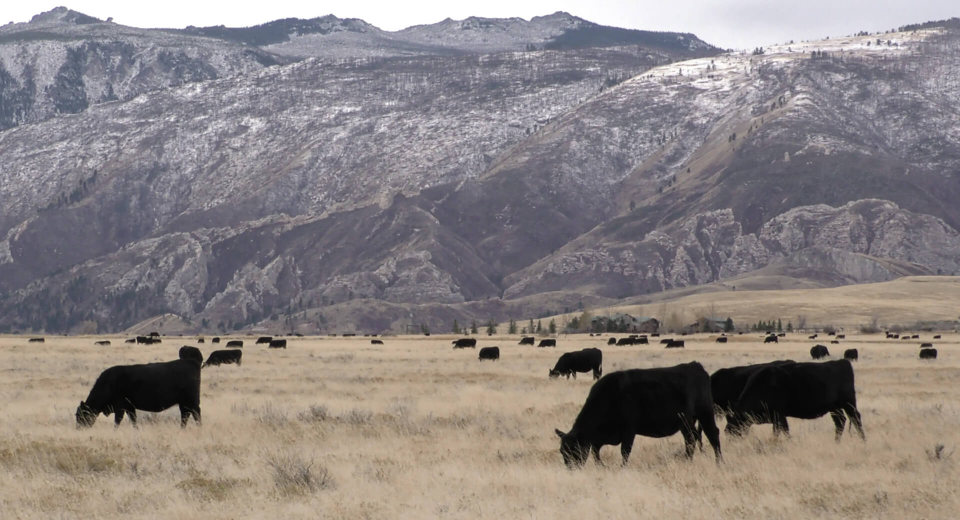 Home - Leachman Cattle - Fort Collins, Colorado