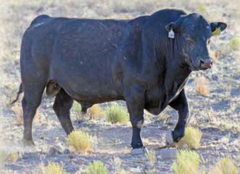 Leachman/TopLine Angus Bulls Have Turned Our Herd into Premium Cattle ...
