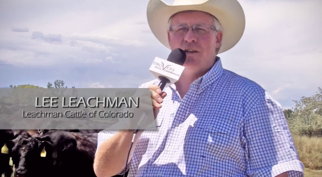 Is crossbreeding worth the effort? - Leachman Cattle