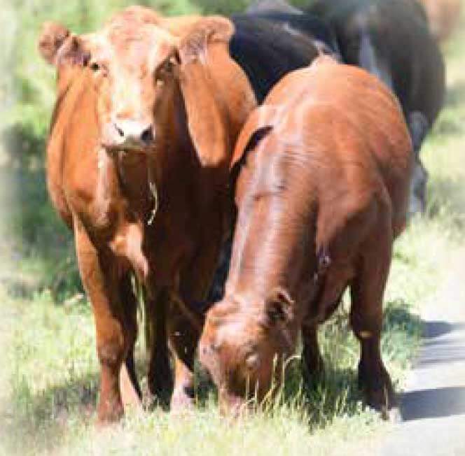 For 30 years, we’ve used Leachman bulls. - Leachman Cattle